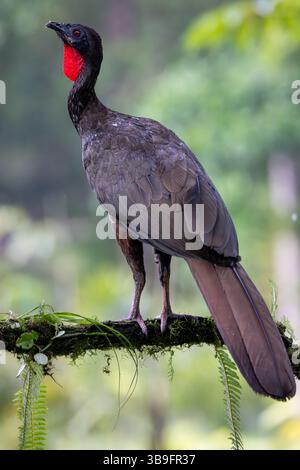 White-crested Guan bird (Penelope pileata Stock Photo - Alamy