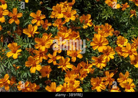 Tagetes 'Disco Orange' - Marigold flowers growing in containers inside ...