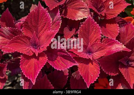 Plectranthus scutellarioides (variegated nettle Stock Photo - Alamy
