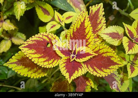 Germany, Bavaria, variegated nettle, Plectranthus scutellarioides Stock ...