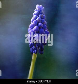 Blue Grape Hyacinth (Muscari) with texture overlay Stock Photo - Alamy