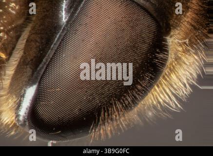 honeybee complex eyes under the microscope Stock Photo - Alamy