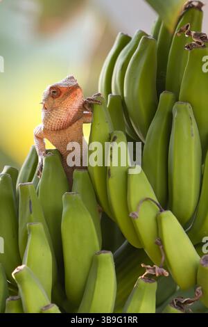 Indian Chameleon Lizard Peeking Out Of A Bunch Of Bananas, Wildlife And ...