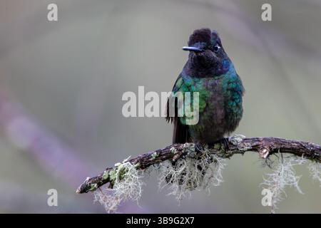 Talamanca hummingbird (Eugenes spectabilis), male, lives in the ...