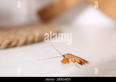 Cockroach on a white kitchen table close up Stock Photo - Alamy