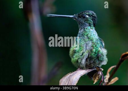 A Female Magnificent Hummingbird Stock Photo - Alamy