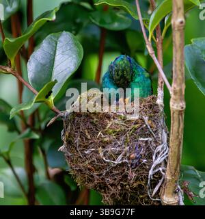 Lesser violetear feeding chicks in nest Stock Photo - Alamy