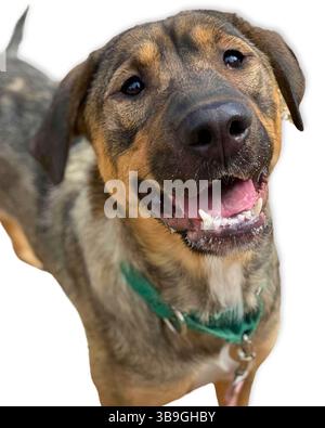 cute black and tan german shepherd puppy dog walking portrait Stock ...