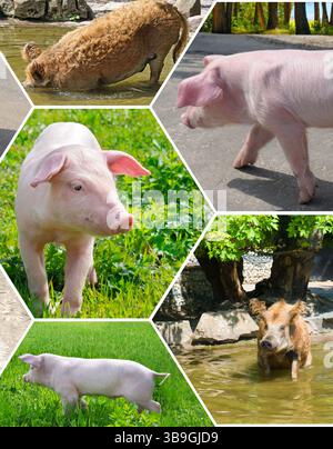 Young Wild Pig or Young wild board piglet (sus scrofa Stock Photo - Alamy