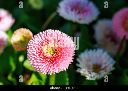 flowering daisies filled, Bellis perennis Tasso strawberry cream, pink ...