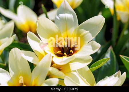 flowering Foster's tulip hybrid, tulipa fosteriana hybrid, Concerto ...