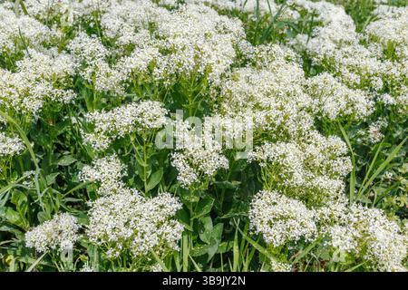 Cluster of Lepidium draba plants with small white flowers growing in a ...