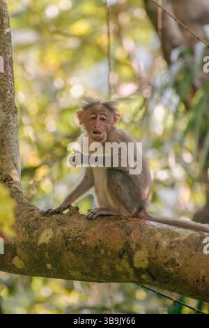 Monkey. - Stock image Stock Photo - Alamy