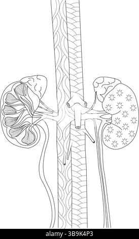 A detailed diagram illustrating the anatomy of the human ear Stock ...