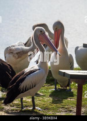 Flock of Australian Pelicans preening Stock Photo - Alamy