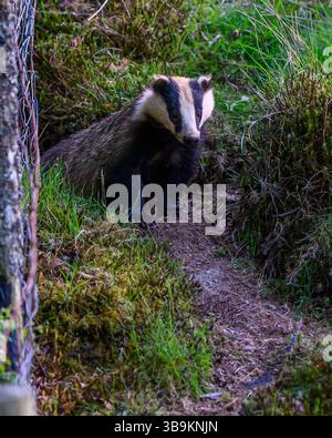 Badger in the wild Stock Photo - Alamy