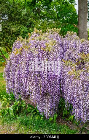 A large wisteria Wisteria sinensis shrub with purple flowers is ...