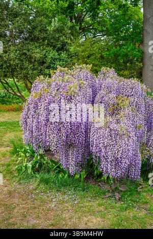 A large wisteria Wisteria sinensis shrub with purple flowers is ...