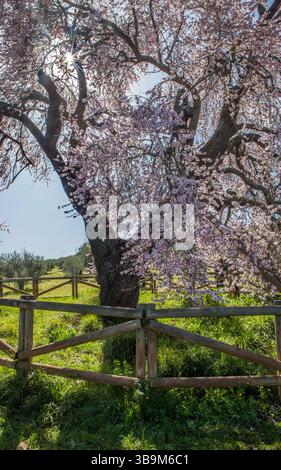 Almendro Real, famous almond tree in bloom at Valverde de Leganes ...