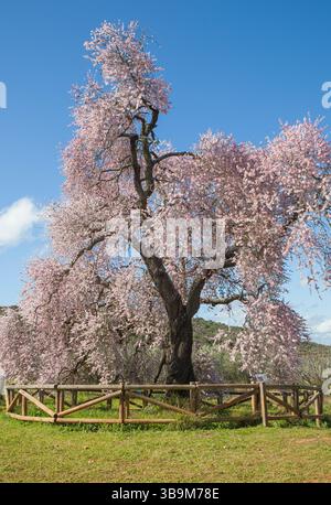 Almendro Real, famous almond tree in bloom at Valverde de Leganes ...