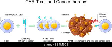 CAR-T-cell cancer therapy. Process of a T cell reprogramming ...