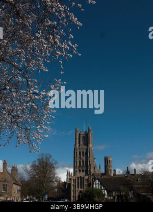 Cherry blossom and Holy Trinity Church at Much Wenlock, Shropshire ...