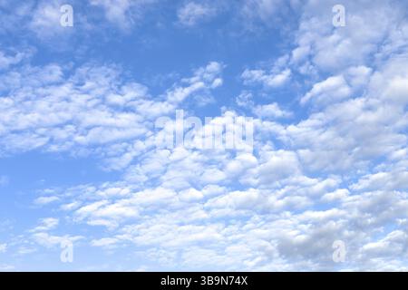 Cirrocumulus fleecy clouds Cloud field large group of small cumulus ...
