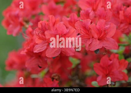 Bright red Rhododendron azalea ‘John Cairns’ Kaempferi, in flower Stock ...