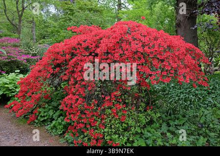 Bright red Rhododendron azalea ‘John Cairns’ Kaempferi, in flower Stock ...