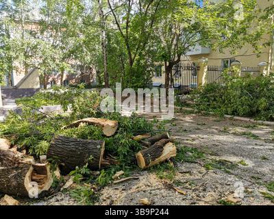 cleanup work after a storm, tree damage in the forest cleanup after ...