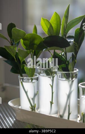 Propagation of citrus trees by cuttings in water enriched with rooting ...