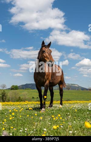 Ein Pferd geht in einer Koppel bei Sonnenschein und frühlingshaften ...