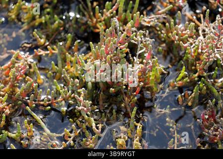 Queller Plant Sea Salicorn in Seawater Stock Photo - Alamy