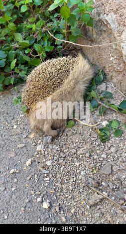 Dead hedgehog in the street Stock Photo - Alamy