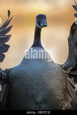 Canada Goose (Branta canadensis). April in Acadia National Park, Maine ...