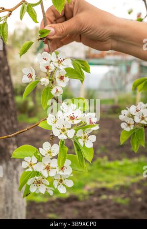Beautiful pear tree flowers in spring. White bloom of a pear tree ...