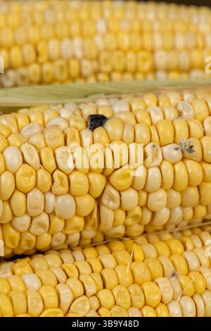 spoiled corn cobs with yellow grains, mid-autumn Stock Photo - Alamy