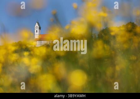 Uttenweiler, Germany. 11th May, 2025. Bees are on the move on a ...