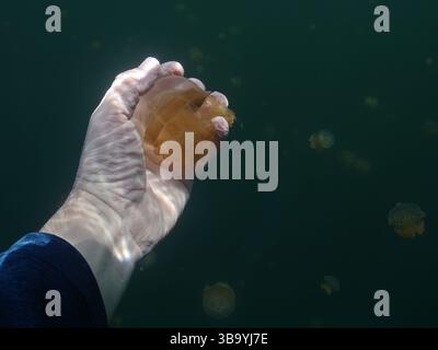 Stingless Jellyfish in hand, Misool, Raja Ampat, Indonesia Stock Photo ...