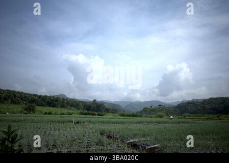 The lush red onion fields with beautiful landscape background in Kulon ...