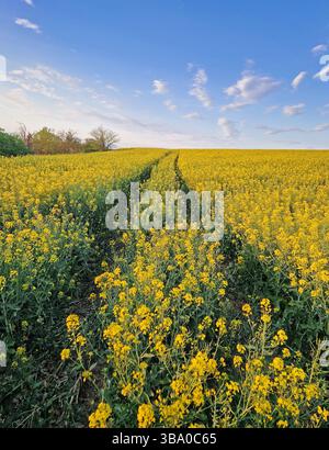 Rapeseed field yellow blossoms Stock Photo - Alamy