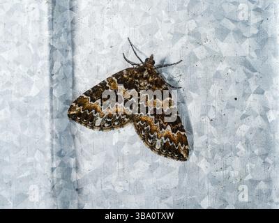 Broken Barred Carpet Moth; Electrophaes corylata; on Parcel; UK Stock ...