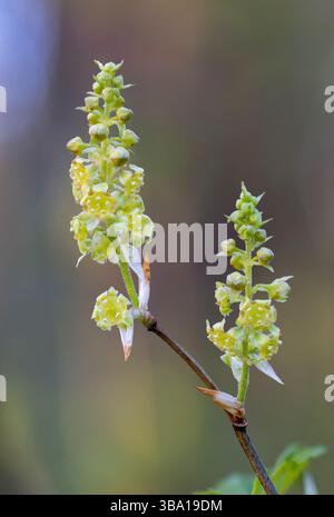 Alpine currant flowering Stock Photo - Alamy