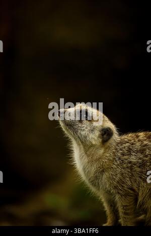 Class: Mammalia Order: Carnivora Suborder: Feliformia Family: Felidae ...