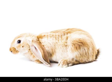 Cute red rabbit isolated on white background Stock Photo - Alamy