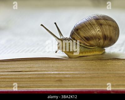A closeup shot of a snail crawling slowly on the wooden ground in ...