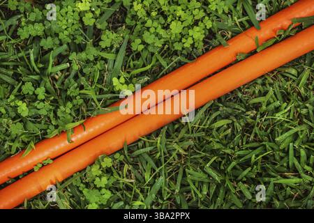 Bright orange hose (two lines) in green lawn running diagonal. View ...