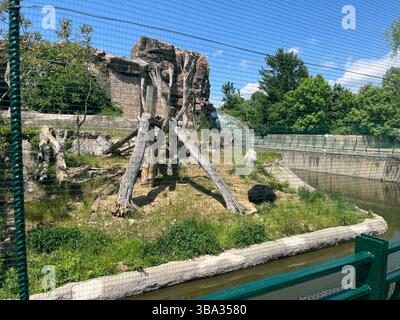 Sloth Bear family (Melursus ursinus), mother with two babies fighting ...