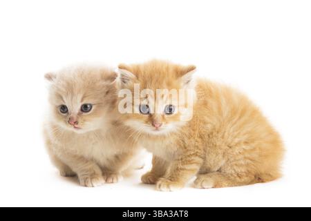 Two red kittens isolated on white background Stock Photo - Alamy