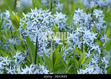 Blue Amsonia variety salicifolia, eastern bluestar, in flower Stock ...